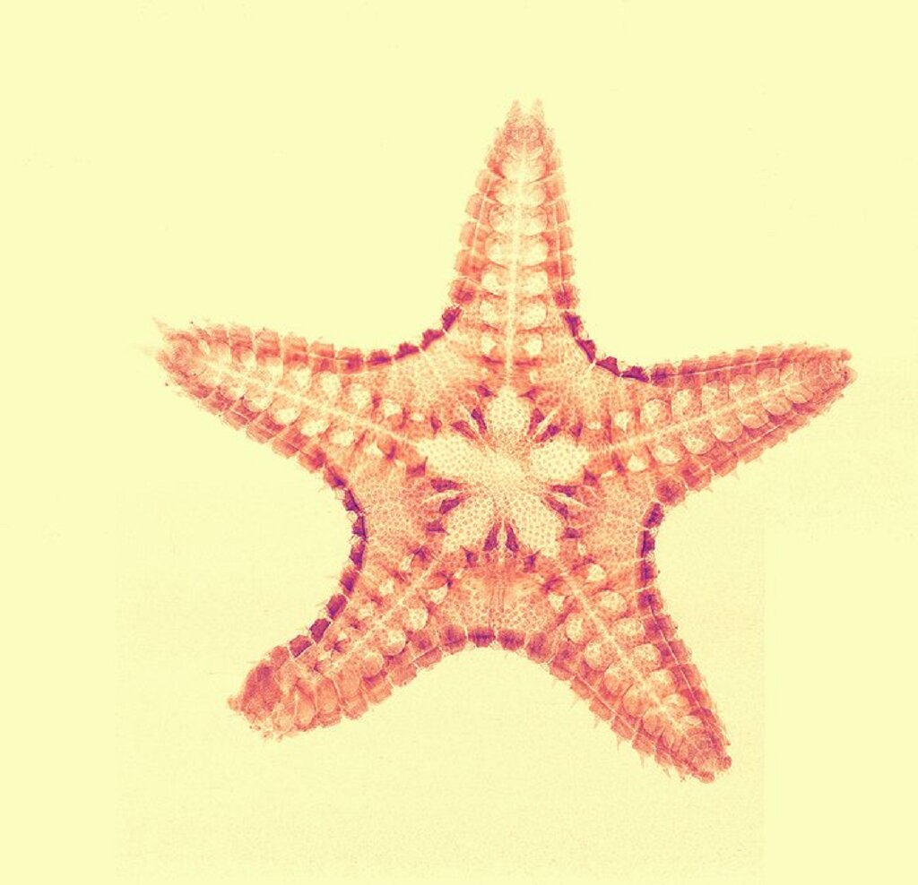 Le stelle marine "spie" del climate change? Una ricerca "triestina ...