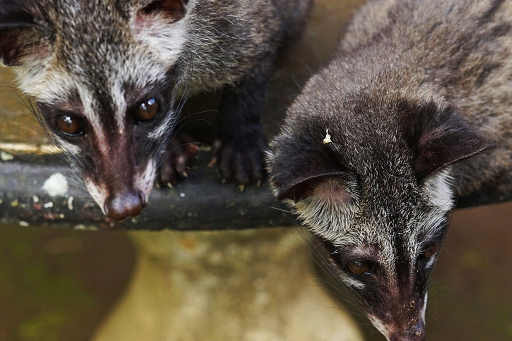 La Trieste del Caffè. Parliamo di Kopi Luwak