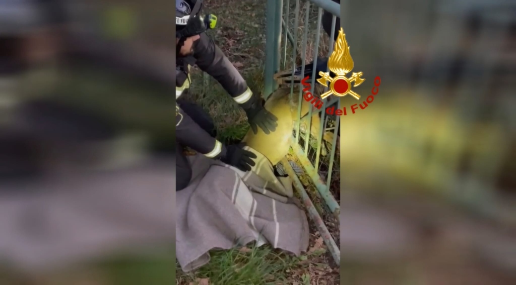 Soccorso capriolo Muggia: salvataggio delicato - TRIESTE.news
